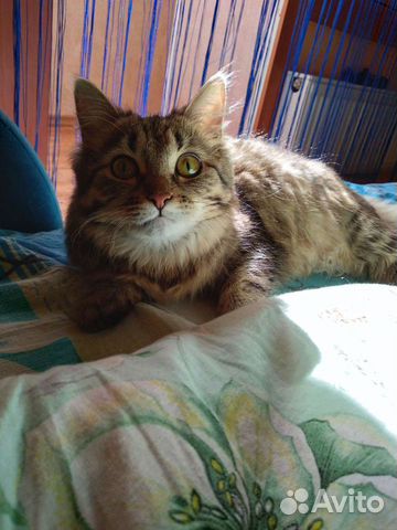 Сибирская кошка,приглашает на вязку кота