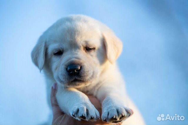 Щенки лабрадора девочки 1месяц