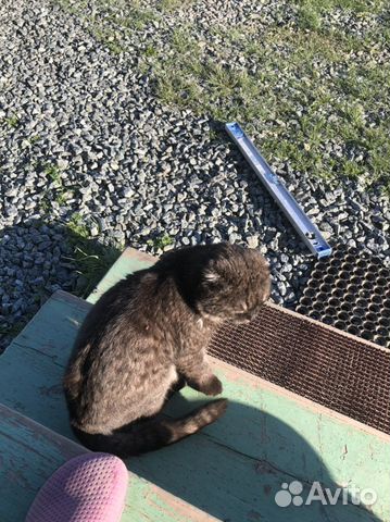 Вислоухий кот