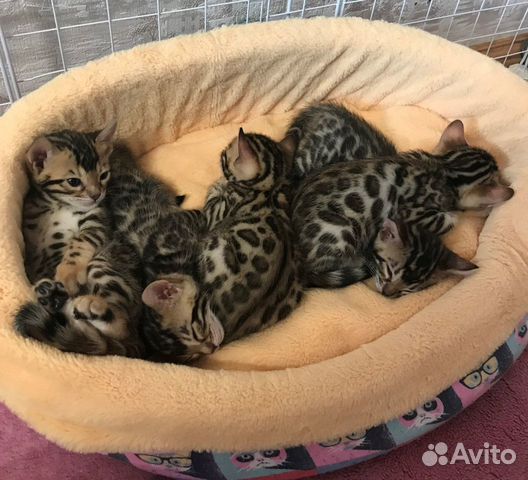 Бенгальские котята, девочки