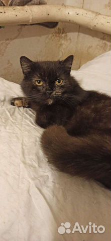Кошка Моника