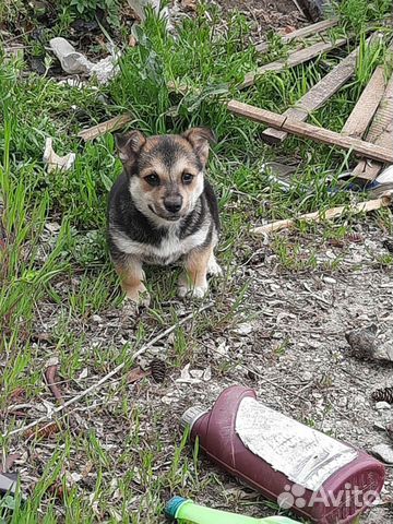 Щенок в добрые руки