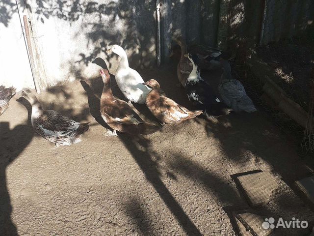 Утки домашние 2,5мес,через 1м будут готовы