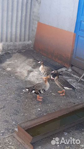 Белолобый гусь