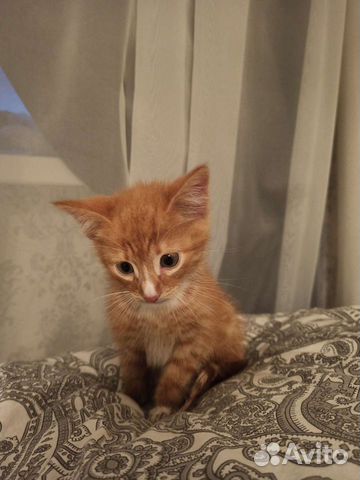 Кошка в дар