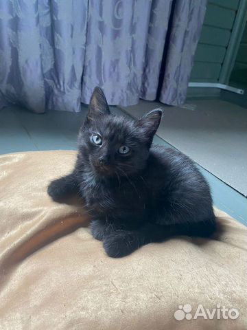 Малышка Молли