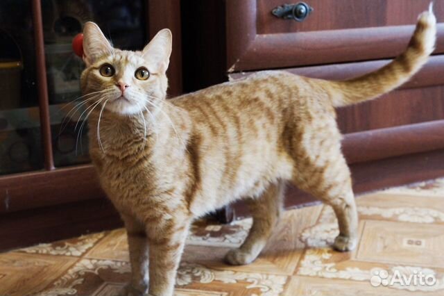 Котик Фоксик
