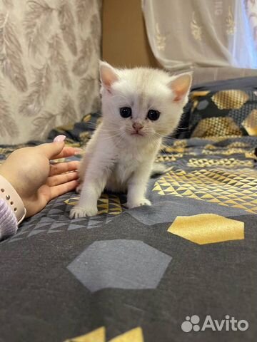 Британская шиншилла