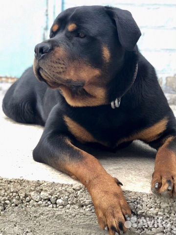Ротвейлер
