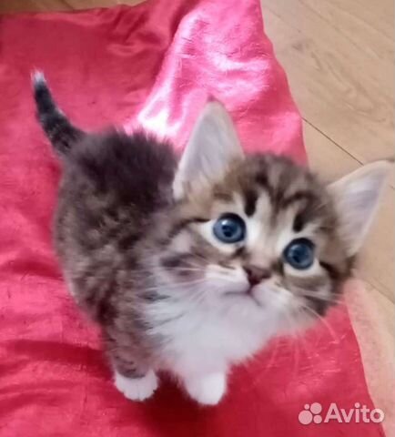 Котенок мальчик 5 недель