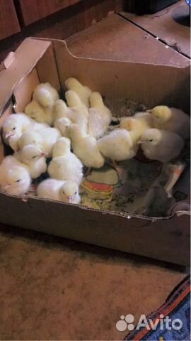 Индюшата домашние