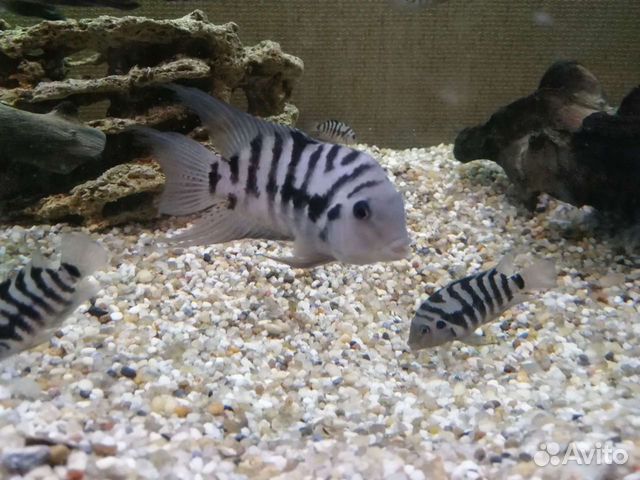 Рыбы малавийцы полосатые