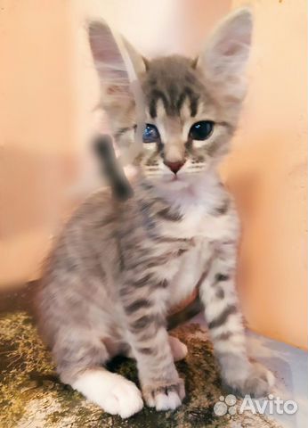 Двухмесячный Дениска ищет дом