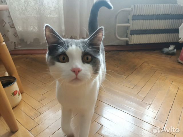 Котику очень нужен дом