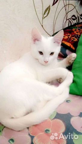 Белый Ангелочек