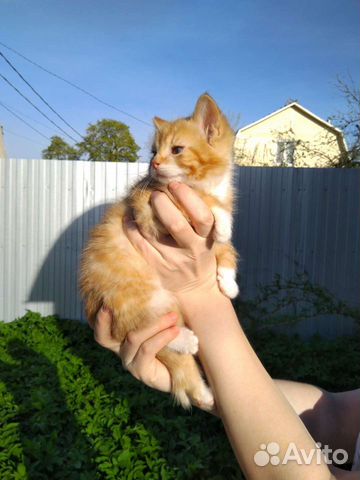Классный котёнок ждёт хозяев