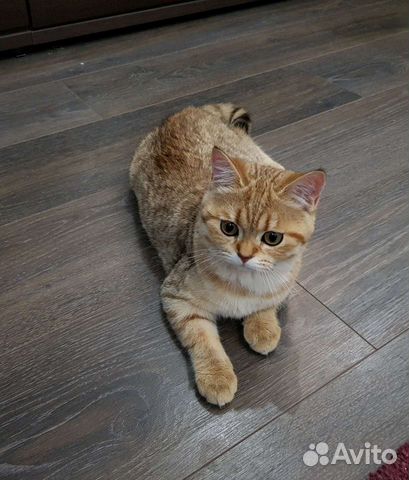 Шотландский котенок