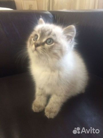 Тайские котята
