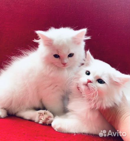 Роскошные белоснежные котята