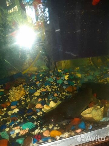 Мешкожаберный сом