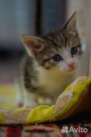 Котенок-тигренок