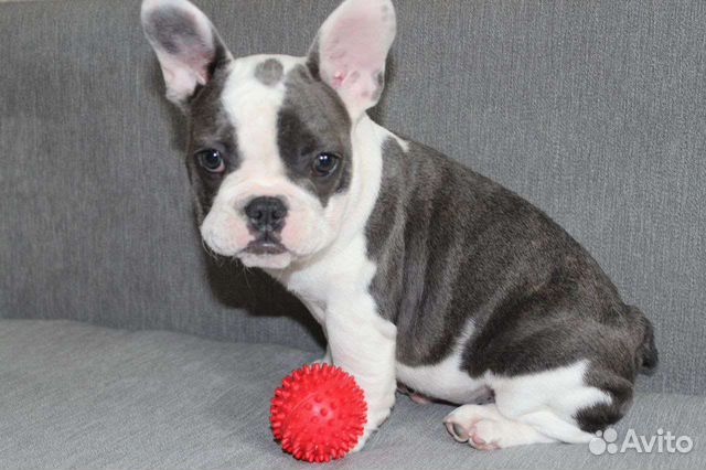 Бело-голубые щенки