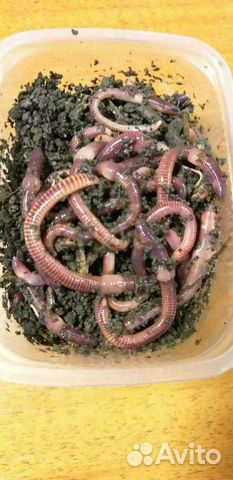 Червь фасованный 200мл