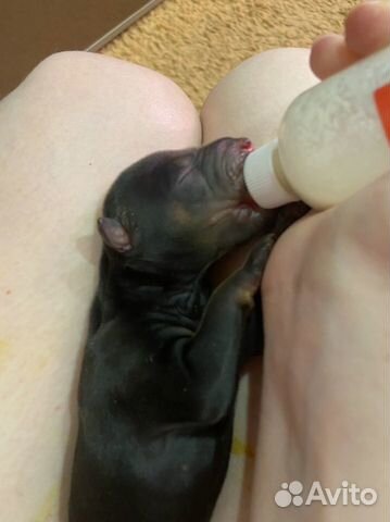 Щенки добермана