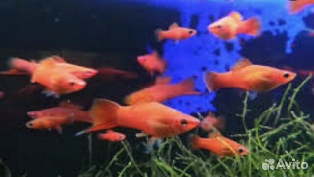 Аквариумные рыбки отдам бесплатно