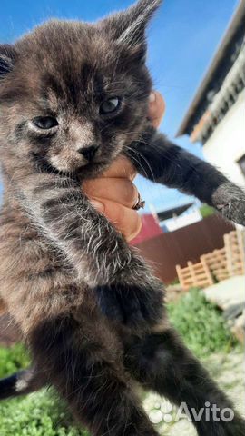 Милые котята