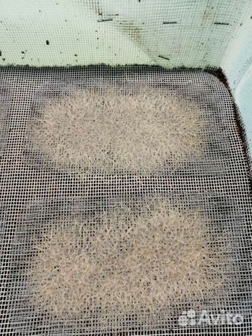 Гриндальский червь