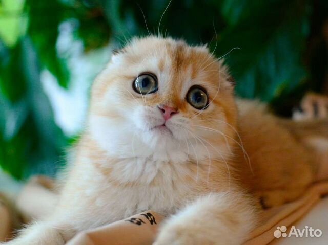 Скоттиш фолд