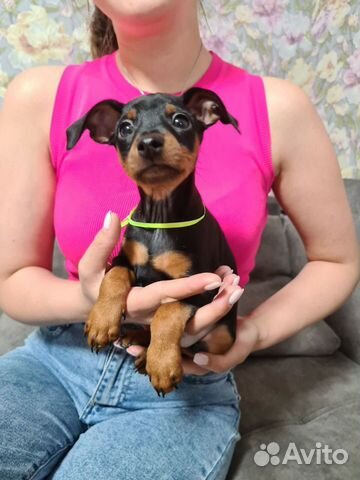 Цвергпинчер