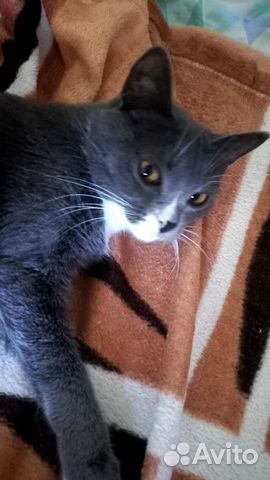 Кошки в добрые руки бесплатно