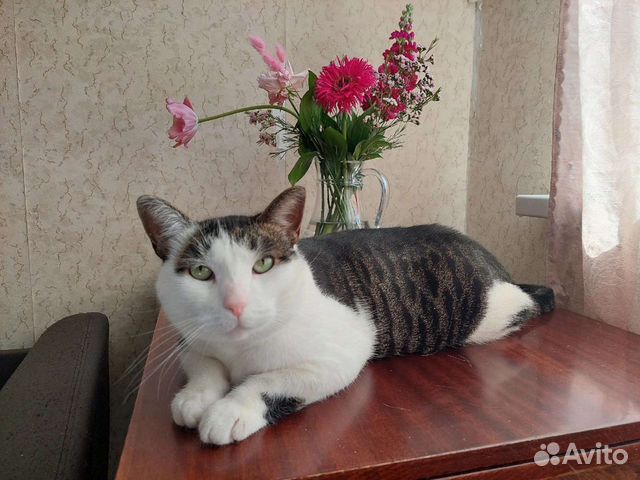 Хороший котик