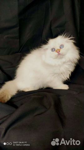 Шотландские вислоухие котята