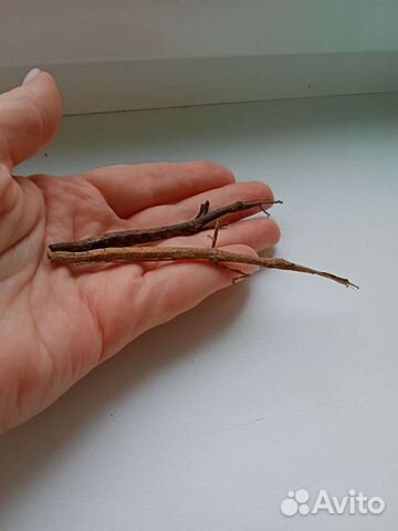 Яйца пплочников Mniselochus carpeolous