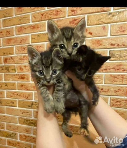Котята 6 недель