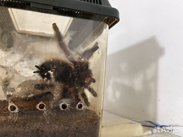 Avicularia Versicolor 9L террариум