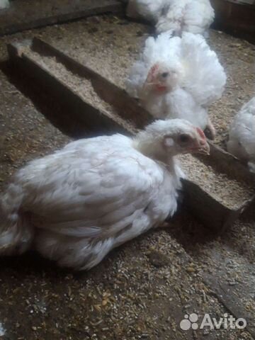 Куры бройлеры