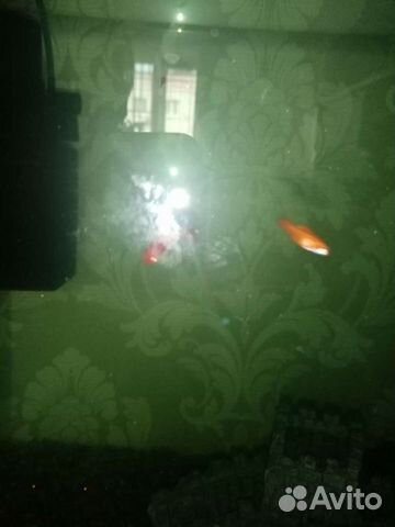 Меченосцы рубин