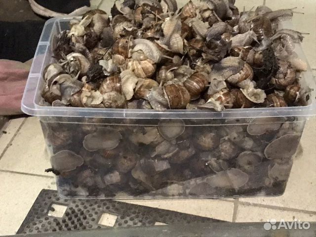 Улитки виноградные