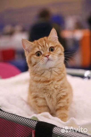 Шотландская прямоухая короткошерстная