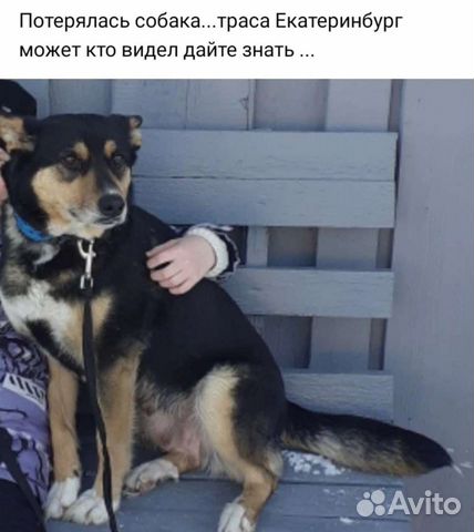 Потерялась собака