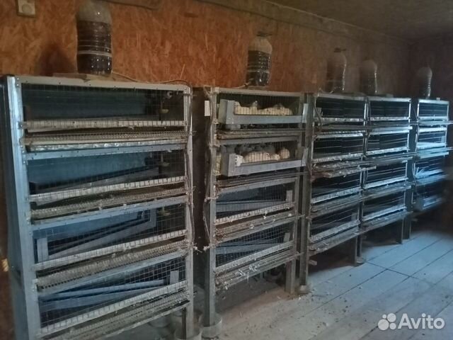 Перепела. Инкубатор. Брудер. Клетки. Перосъемка