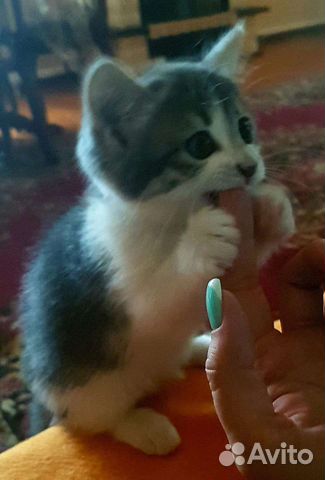 Котенок в дар бесплатно