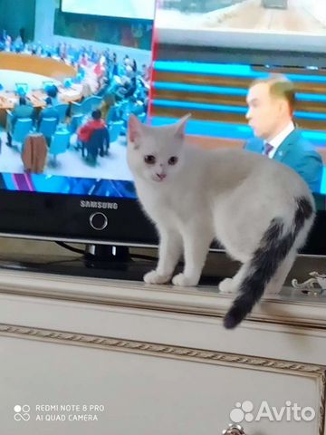 Котёнок Алекс, 6 месяцев