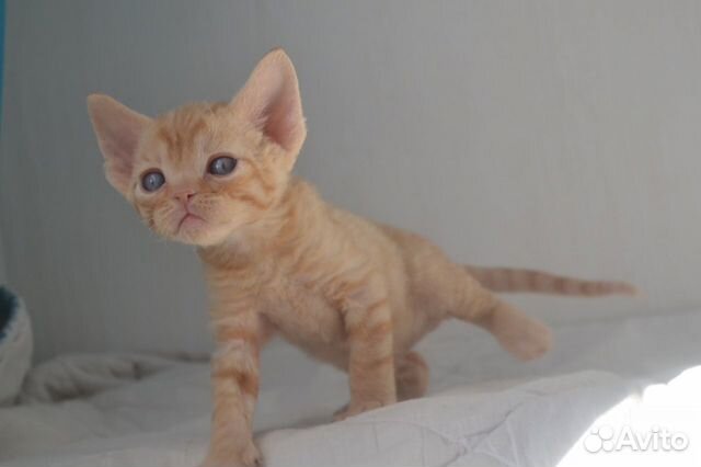 Девон-рекс мальчик