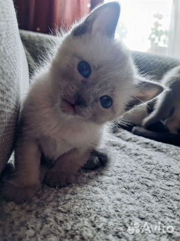 Сиамские котята
