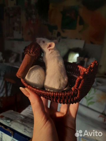 Мышь декоративная